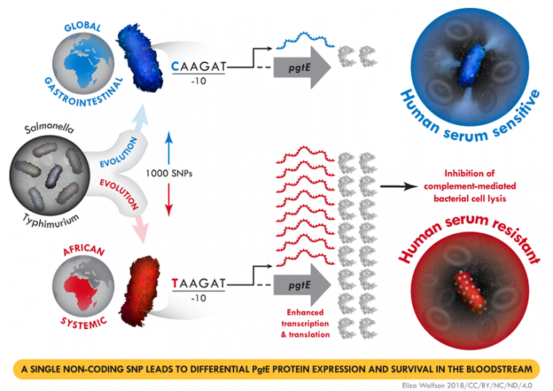 Graphical abstracts - Eliza Wolfson