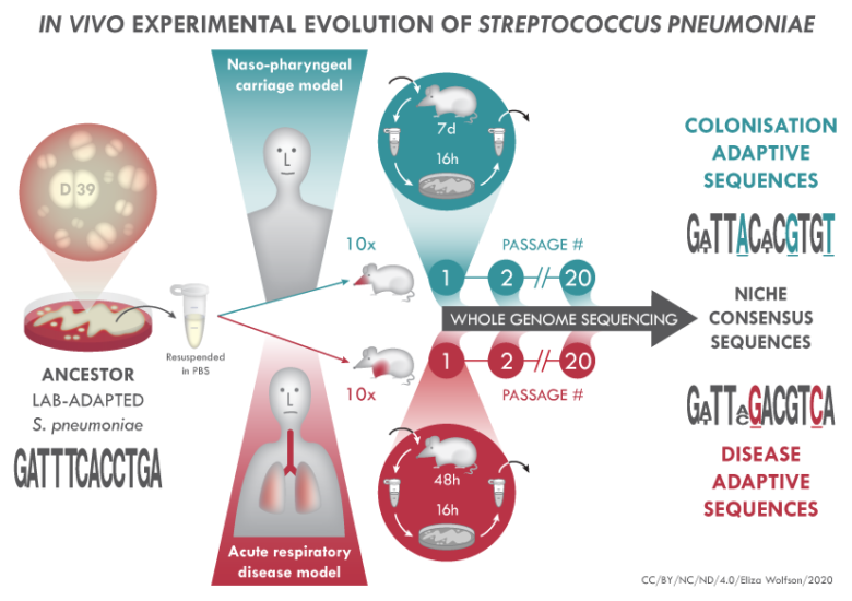 Graphical abstracts - Eliza Wolfson