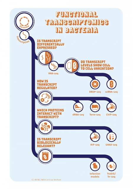 Graphical abstracts - Eliza Wolfson