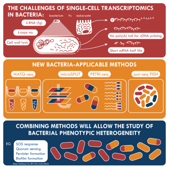 Graphical abstracts - Eliza Wolfson