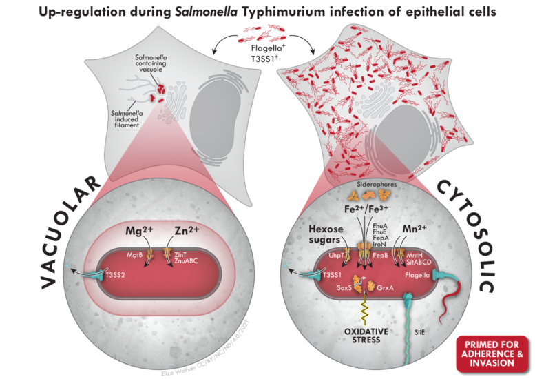 Graphical abstracts - Eliza Wolfson